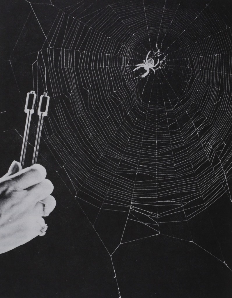 Spider Communication - Dr. Peter Witt